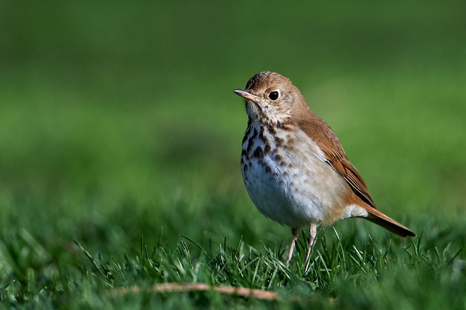 Birds of New York | Thrushes, Thrashers, and Relatives