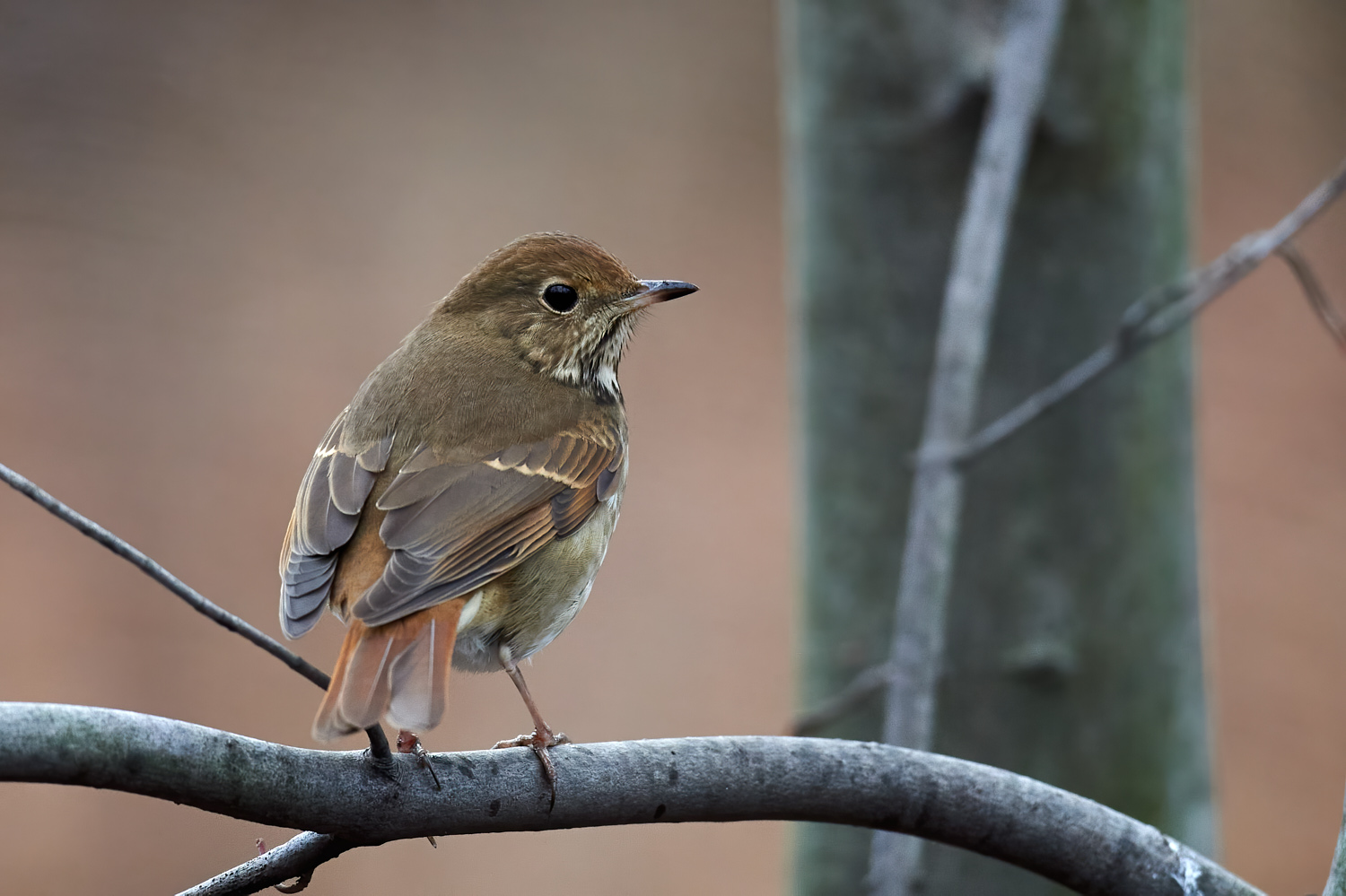 Birds of New York | Thrushes, Thrashers, and Relatives