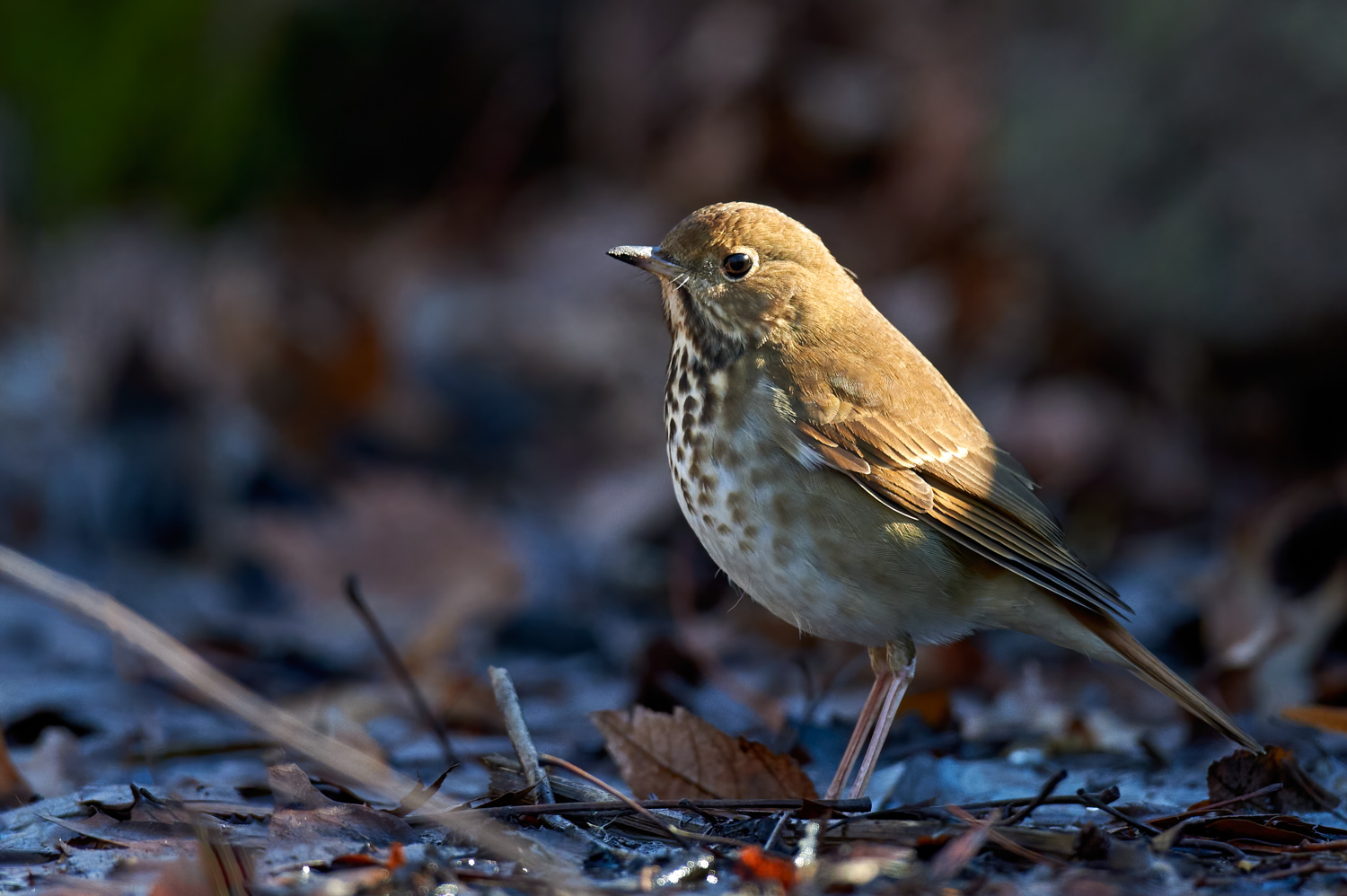 Birds of New York | Thrushes, Thrashers, and Relatives