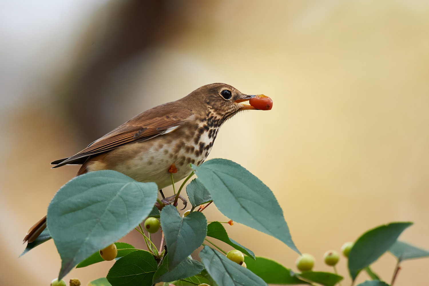 Birds of New York | Thrushes, Thrashers, and Relatives