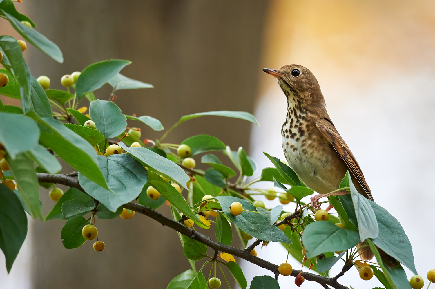 Birds of New York | Thrushes, Thrashers, and Relatives