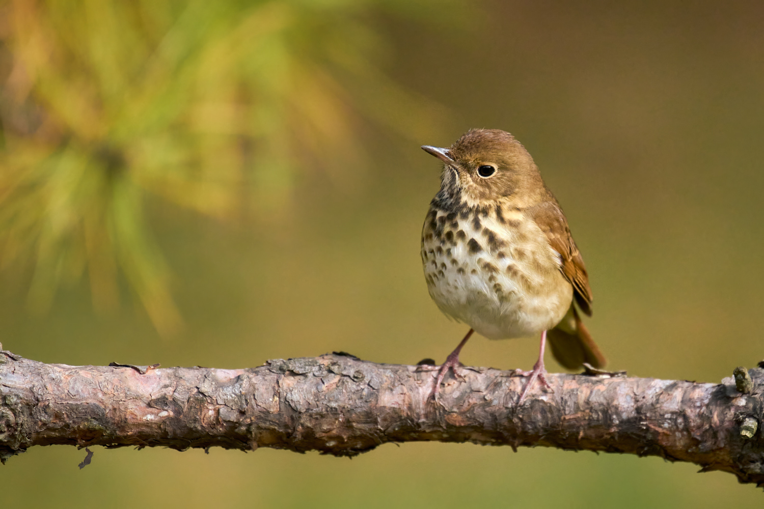 Birds of New York | Thrushes, Thrashers, and Relatives
