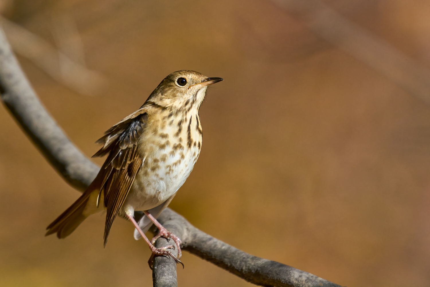 Birds of New York | Thrushes, Thrashers, and Relatives
