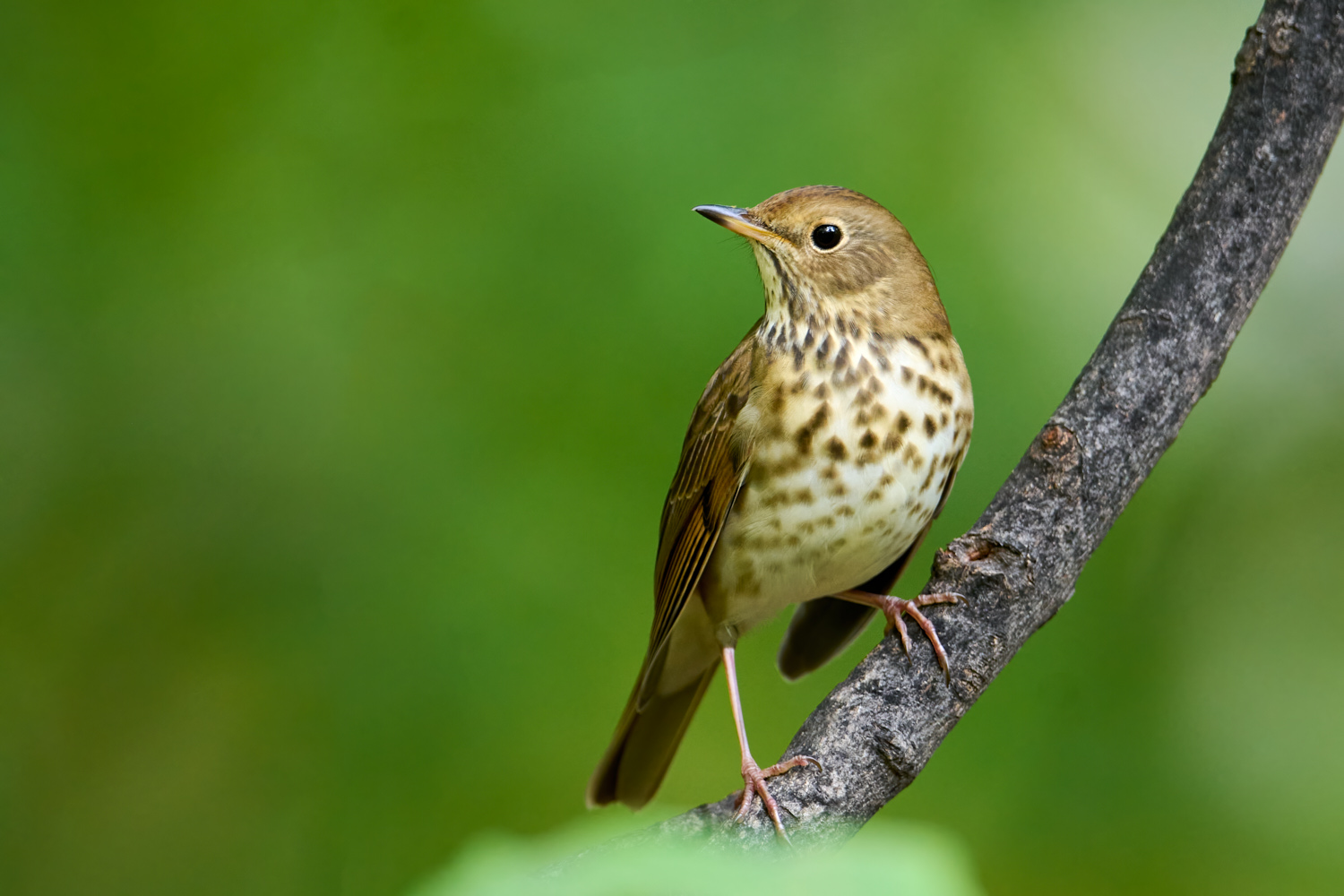 Birds of New York | Thrushes, Thrashers, and Relatives