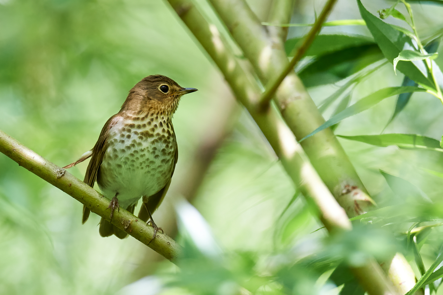 Birds of New York | Thrushes, Thrashers, and Relatives