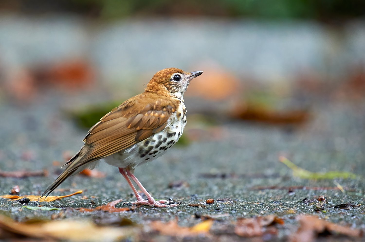 Birds of New York | Thrushes, Thrashers, and Relatives