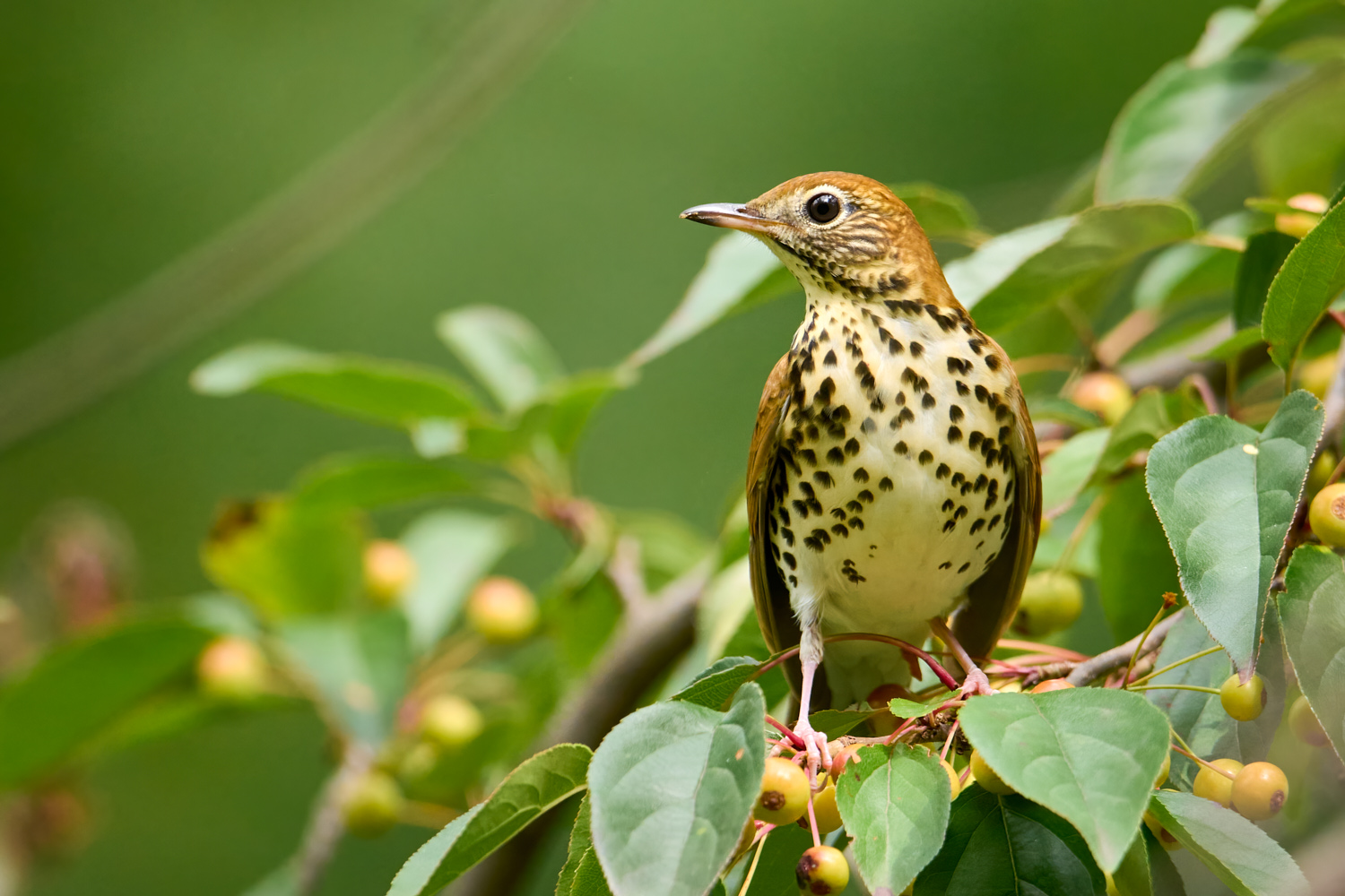 Birds of New York | Thrushes, Thrashers, and Relatives