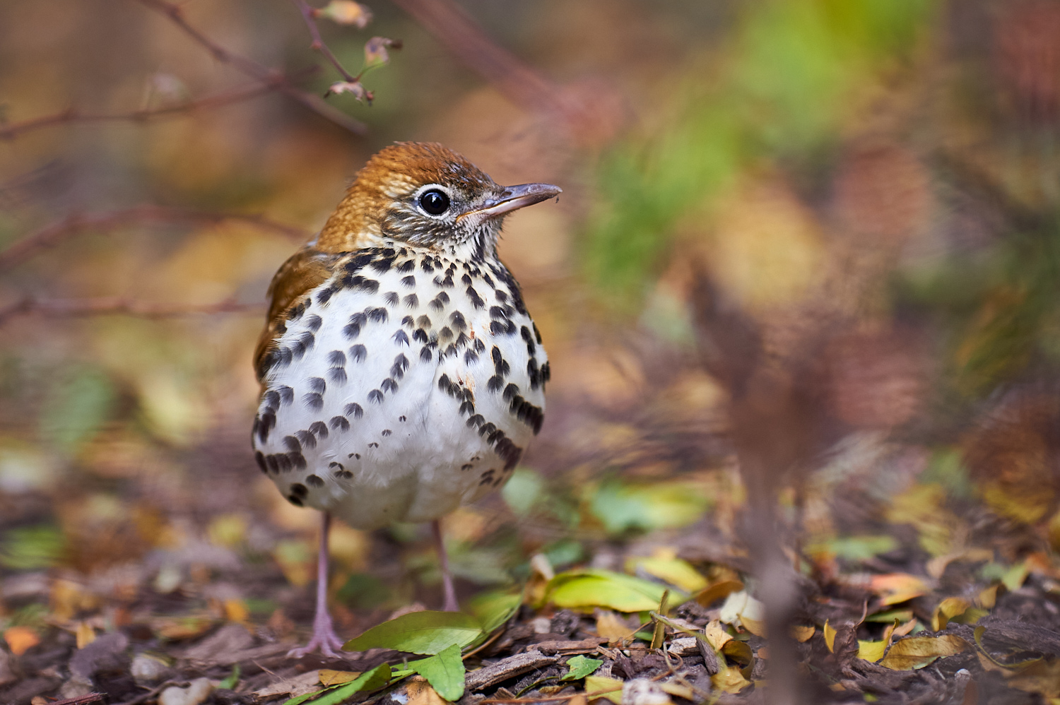 Birds of New York | Thrushes, Thrashers, and Relatives