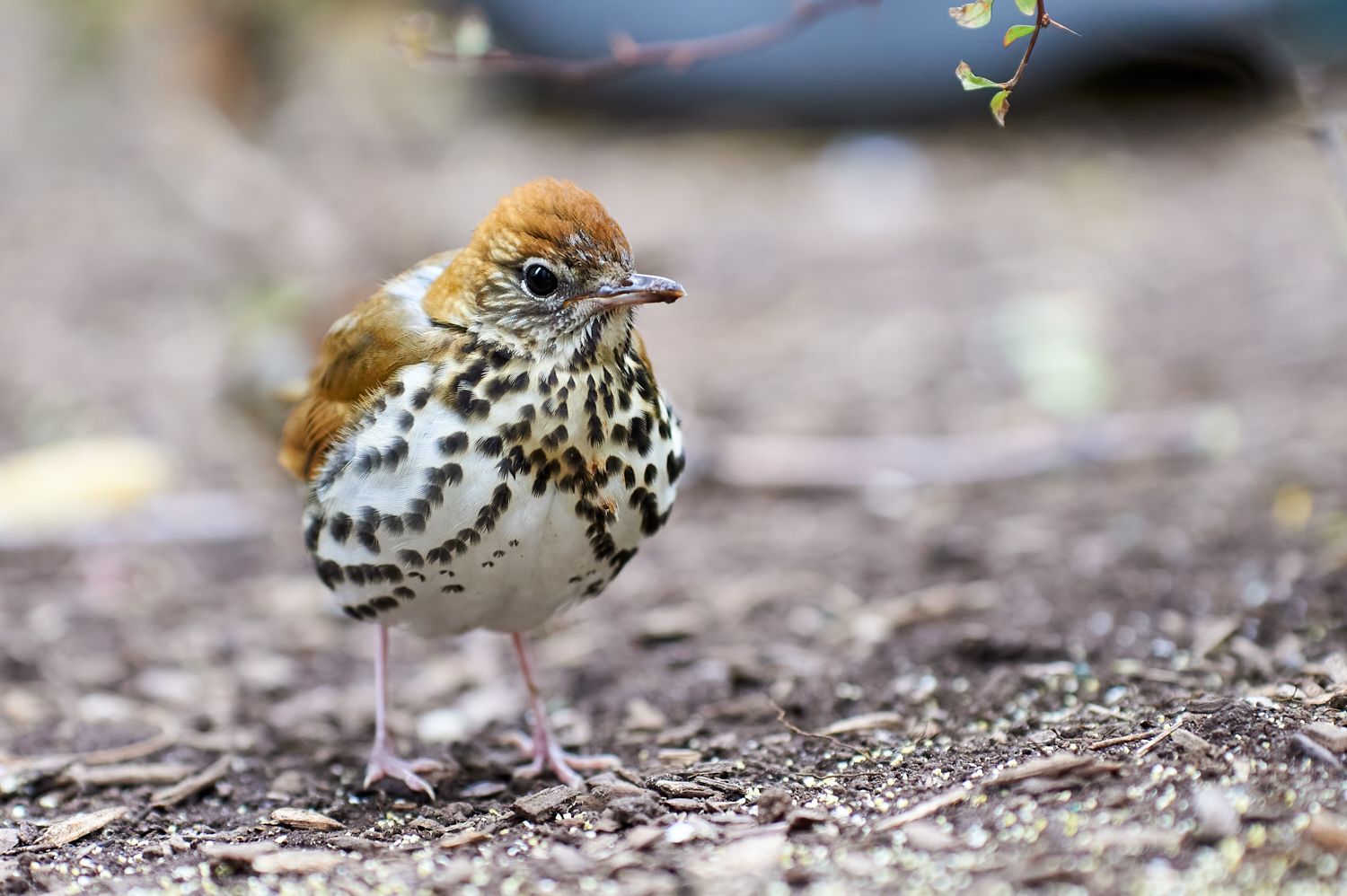Birds of New York | Thrushes, Thrashers, and Relatives