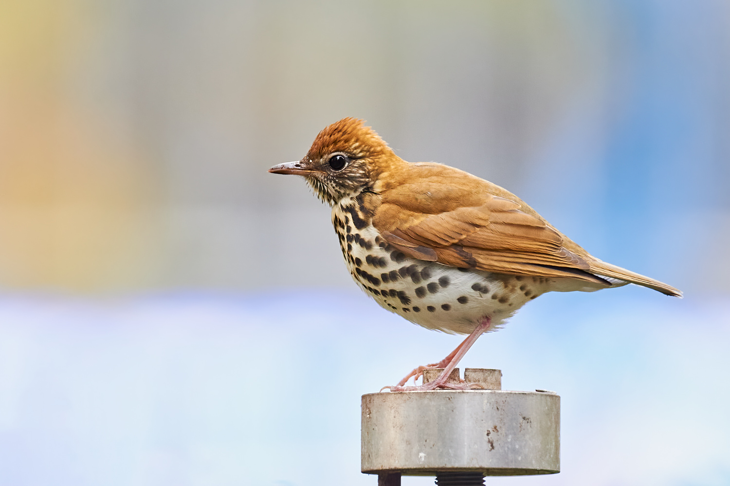 Birds of New York | Thrushes, Thrashers, and Relatives