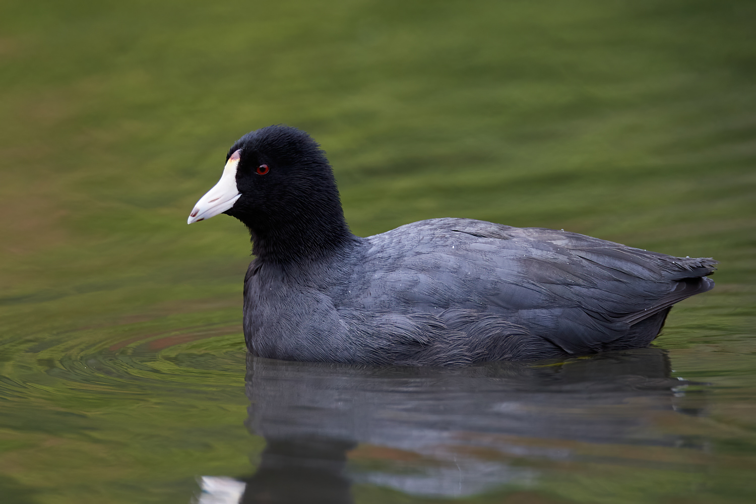 Birds of New York | American_Coot
