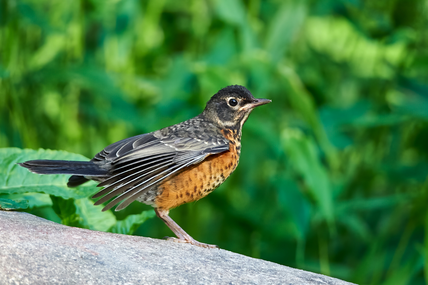 Birds of New York | American_Robin