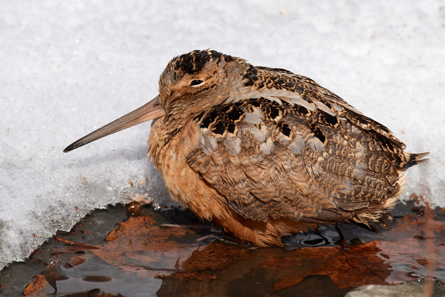 Birds of New York | American_Woodcock