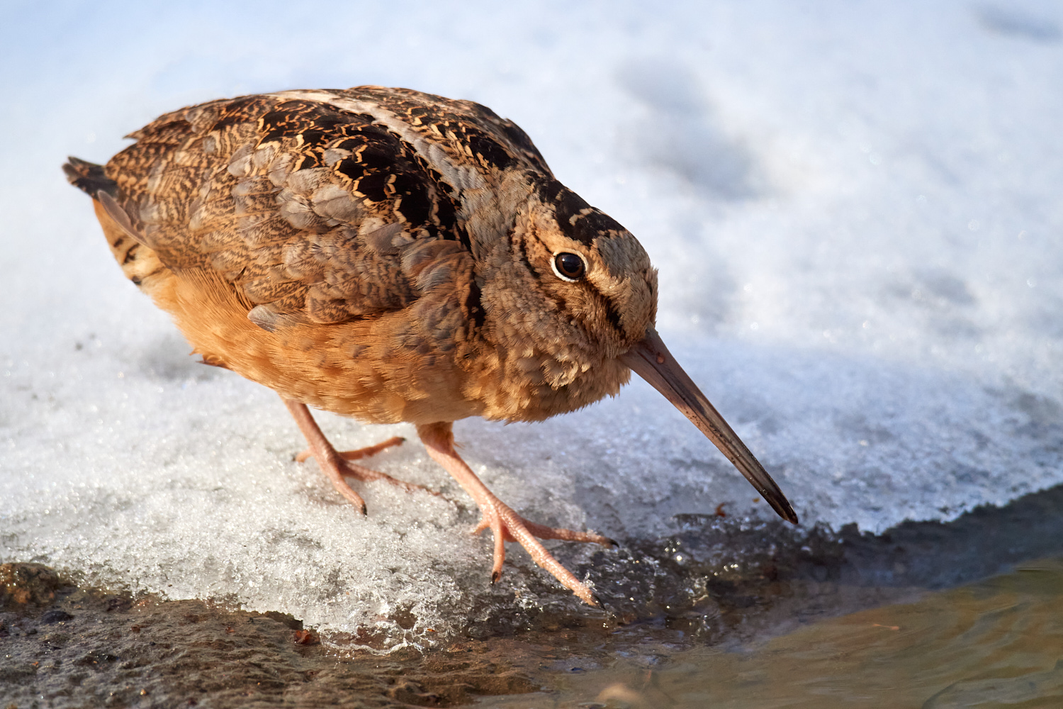 Birds of New York | American_Woodcock