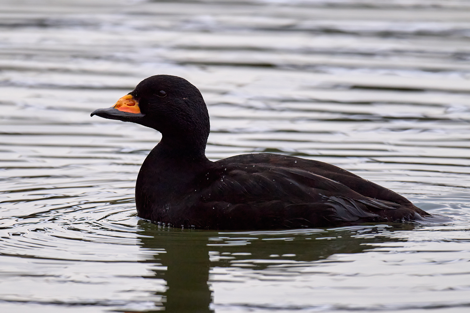 Birds of New York | Black_Scoter