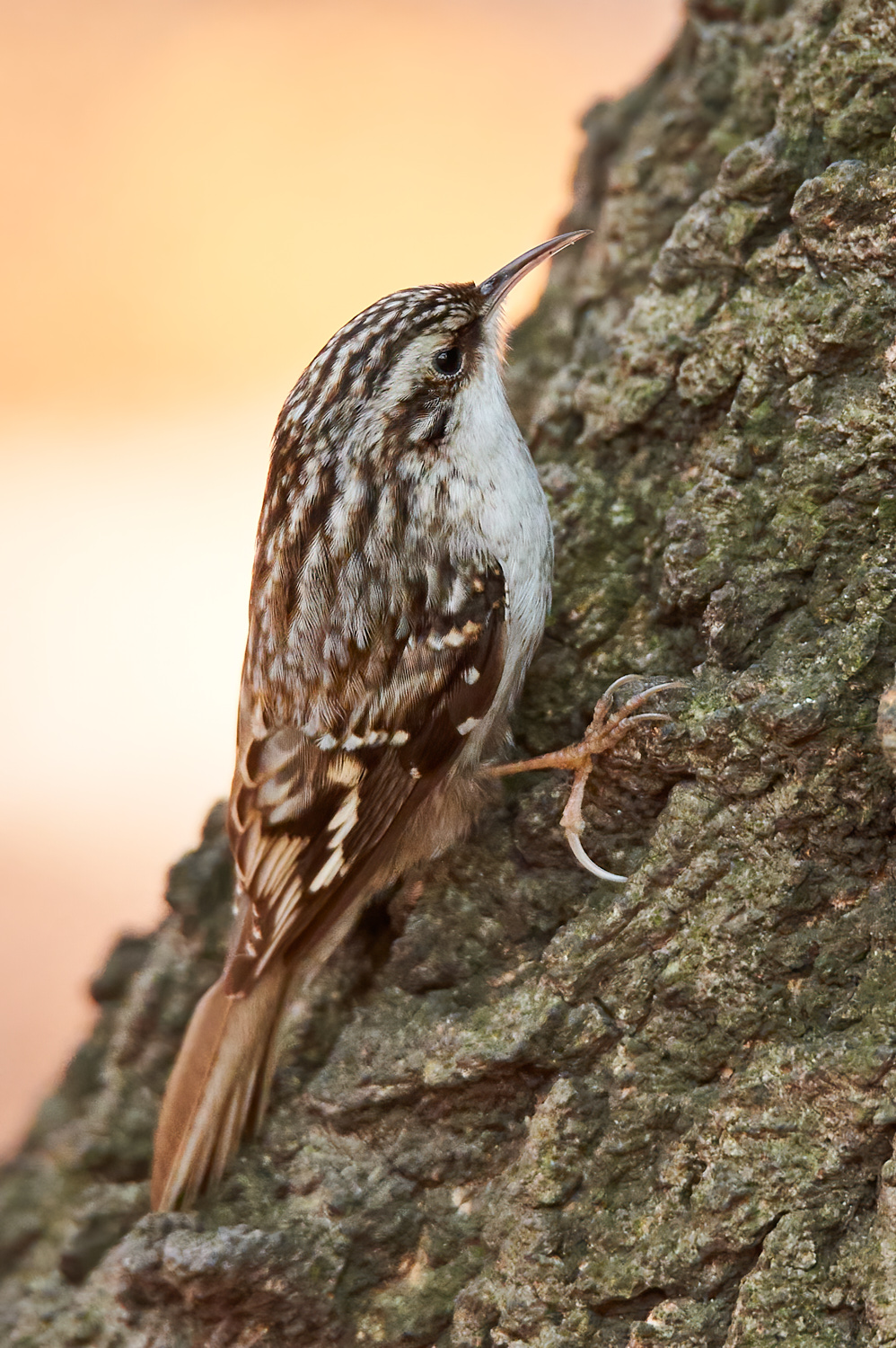 Birds of New York | Brown_Creeper