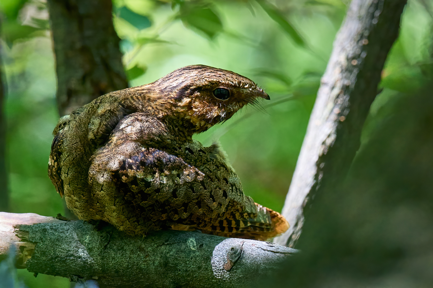 Birds of New York | Chuck_Wills_Widow