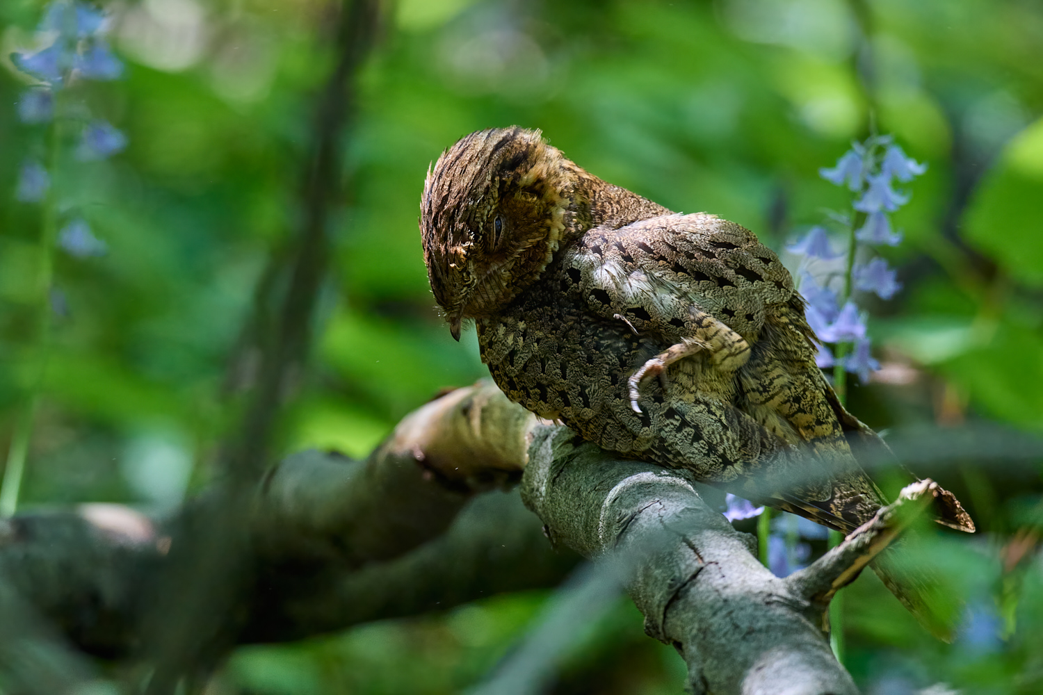 Birds of New York | Chuck_Wills_Widow