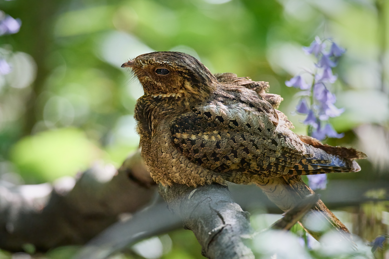 Birds of New York | Chuck_Wills_Widow