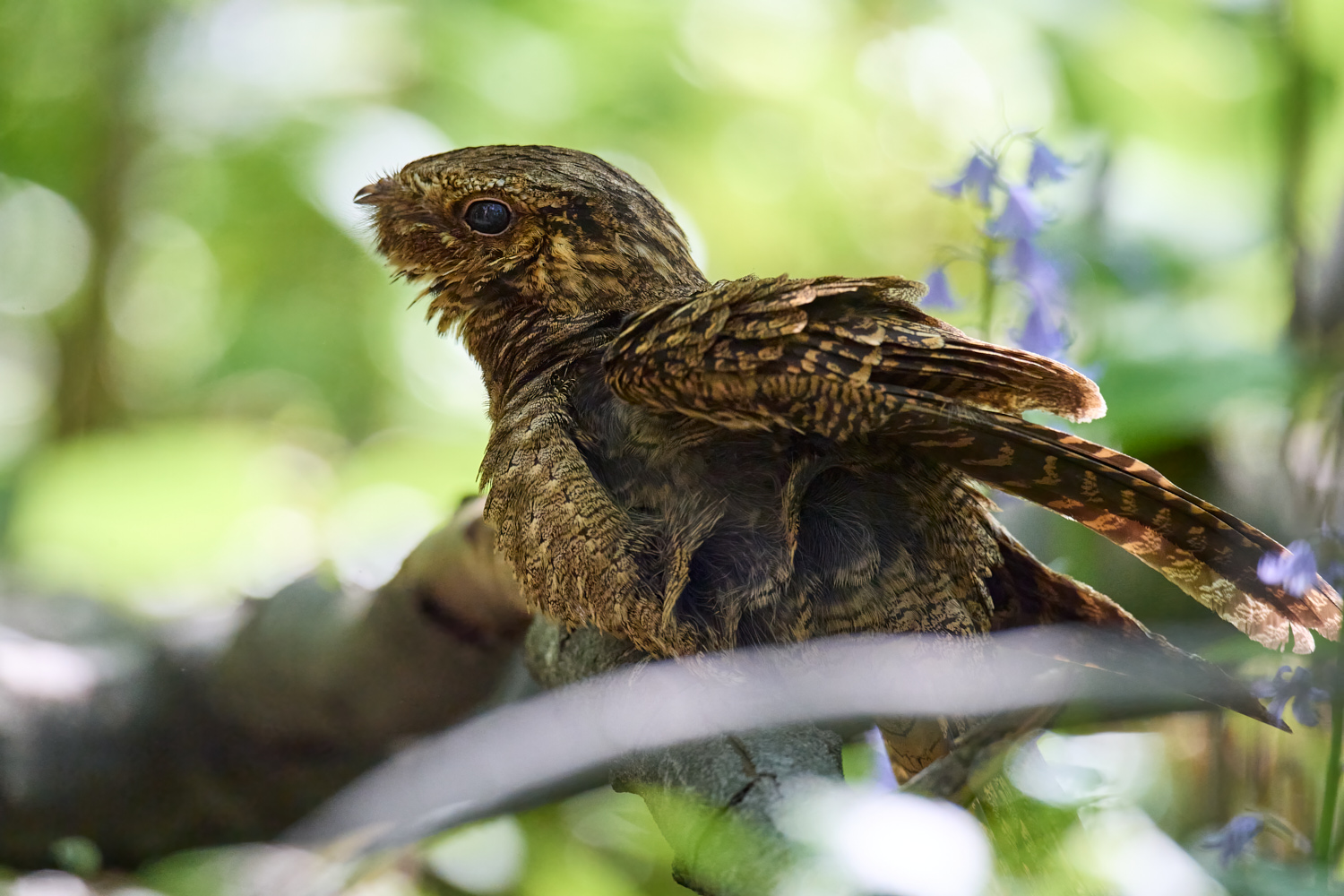 Birds of New York | Chuck_Wills_Widow