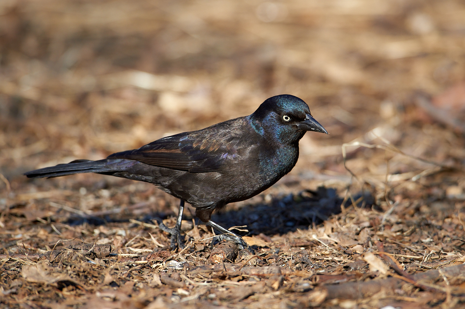 Birds of New York | Common_Grackle