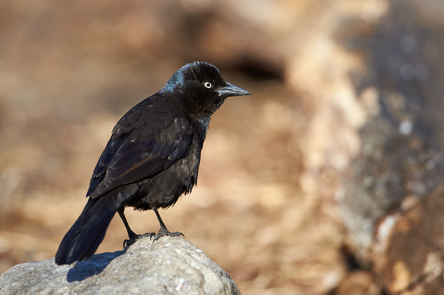 Birds of New York | Common_Grackle