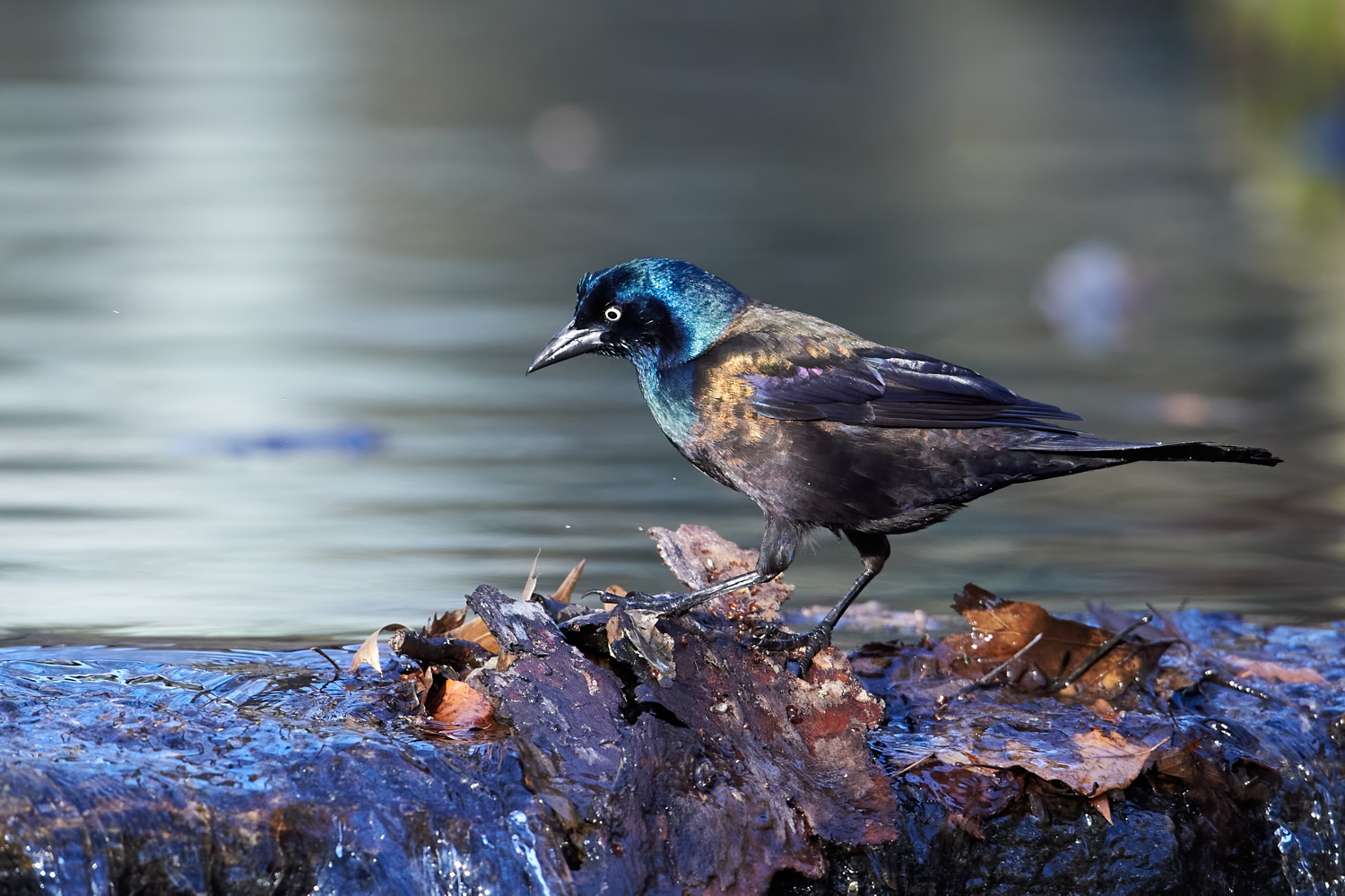 Birds of New York | Common_Grackle