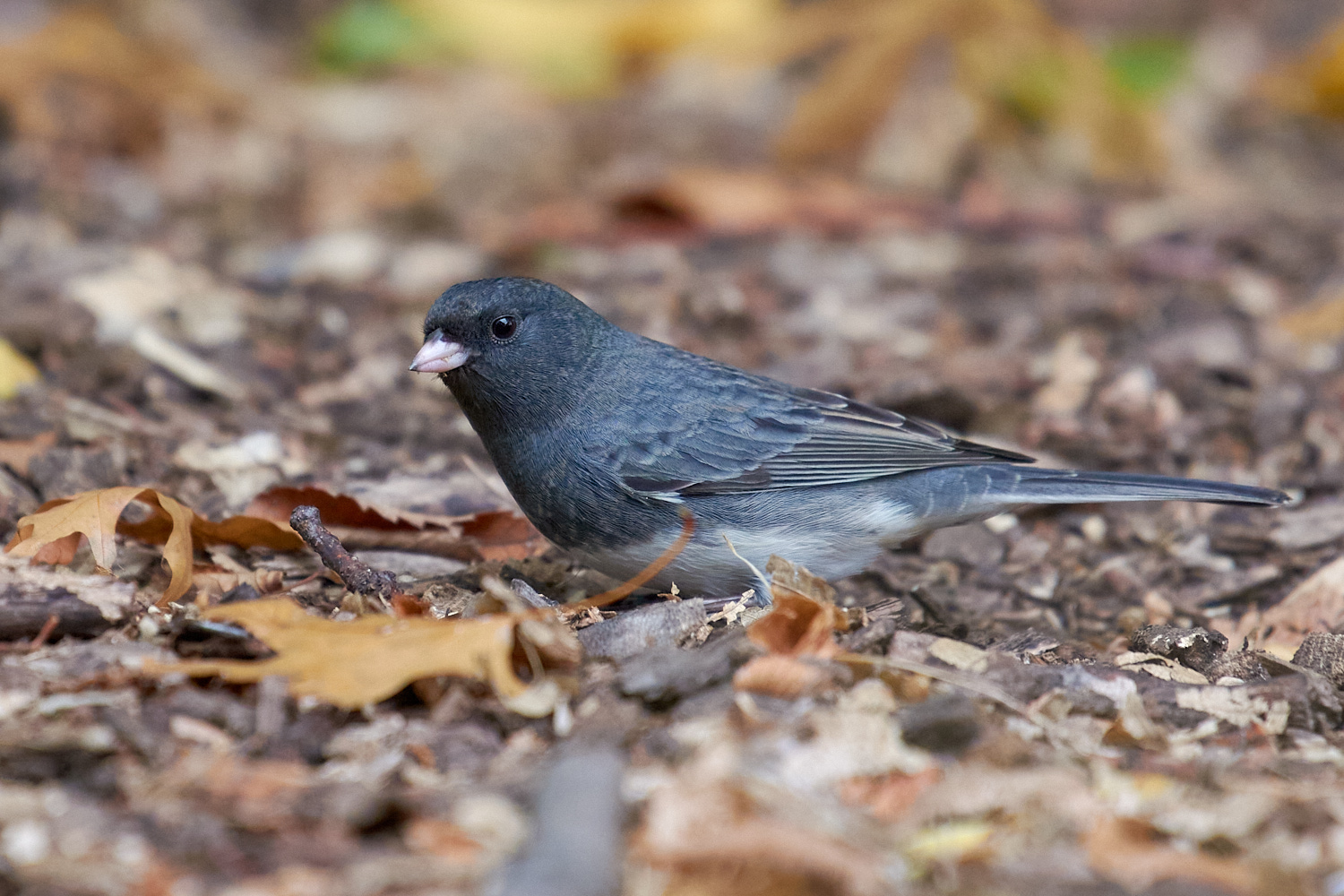 Birds of New York | Dark_Eyed_Junco