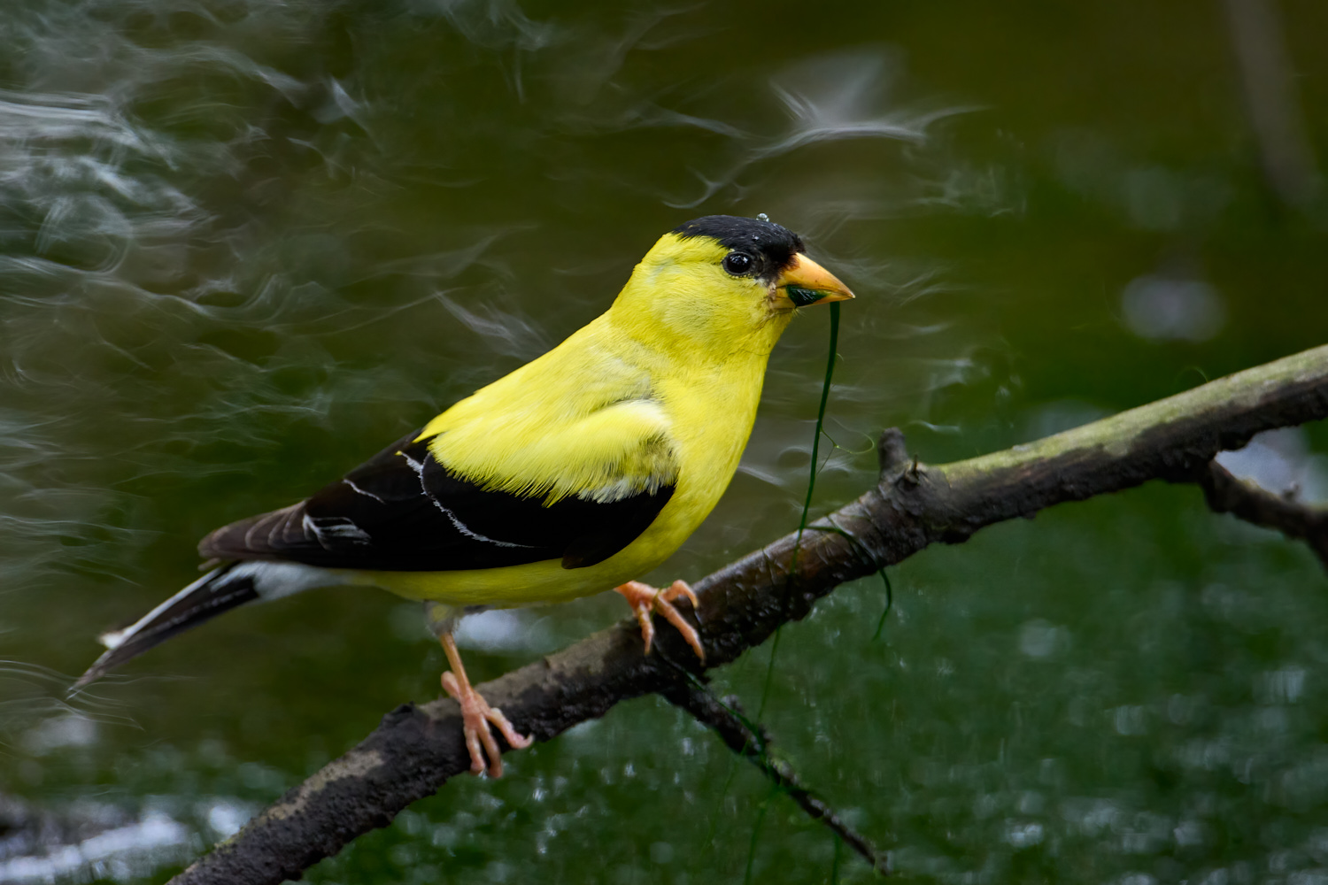 Birds of New York | Finches