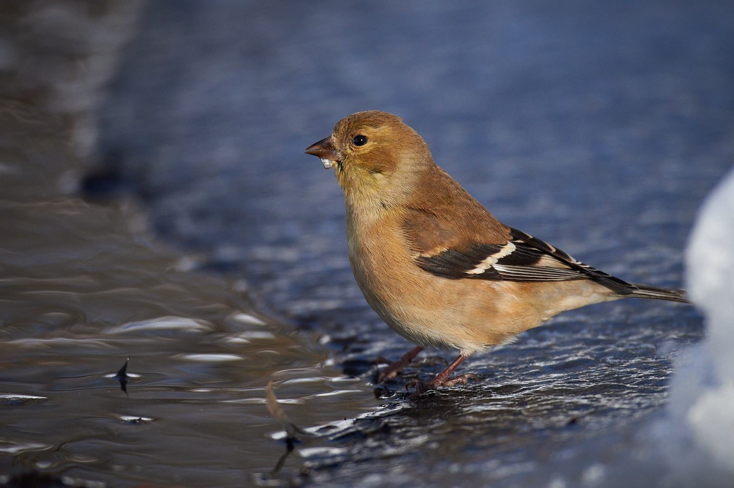 Birds of New York | Finches