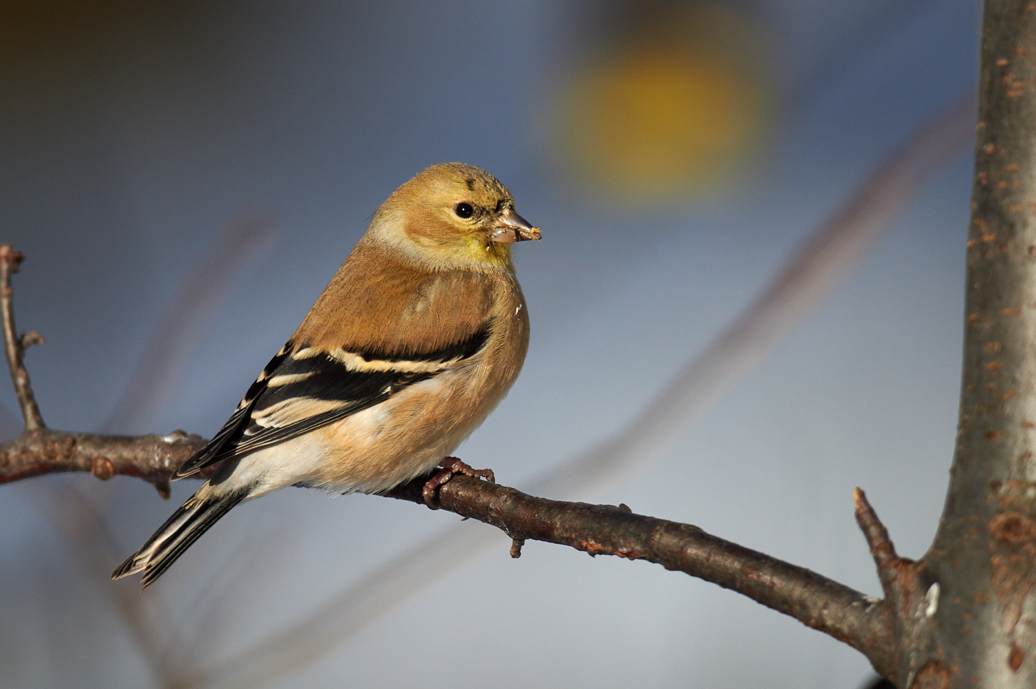 Birds of New York | Finches