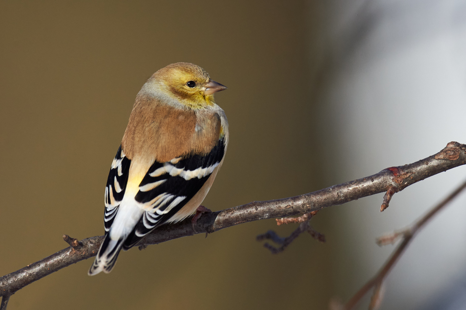 Birds of New York | Finches