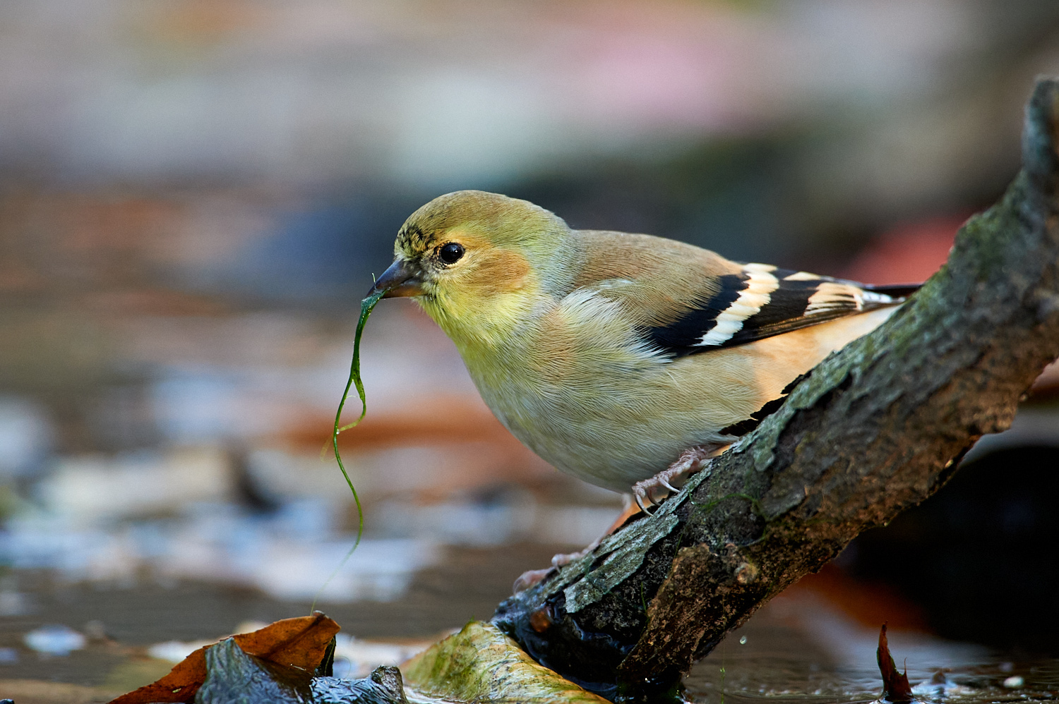 Birds of New York | Finches