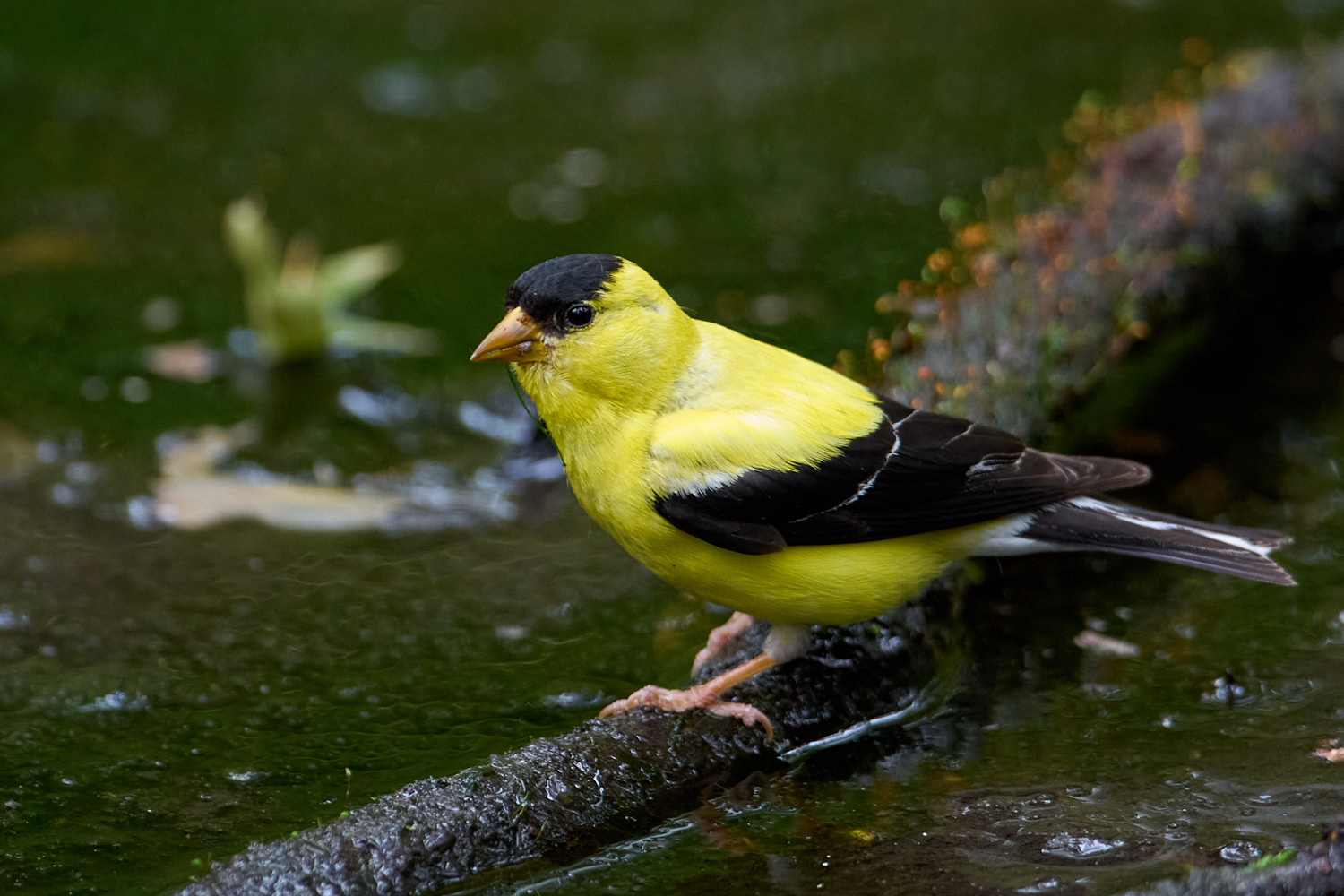 Birds of New York | Finches