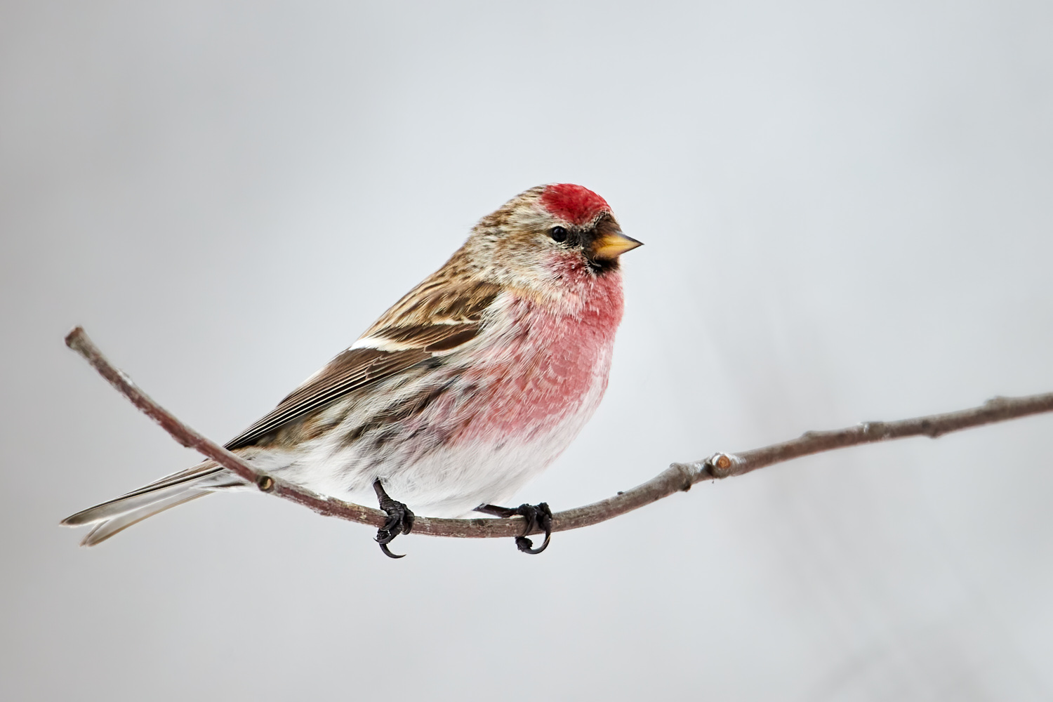 Birds of New York | Finches