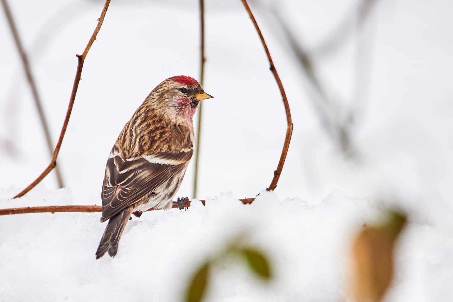 Birds of New York | Finches