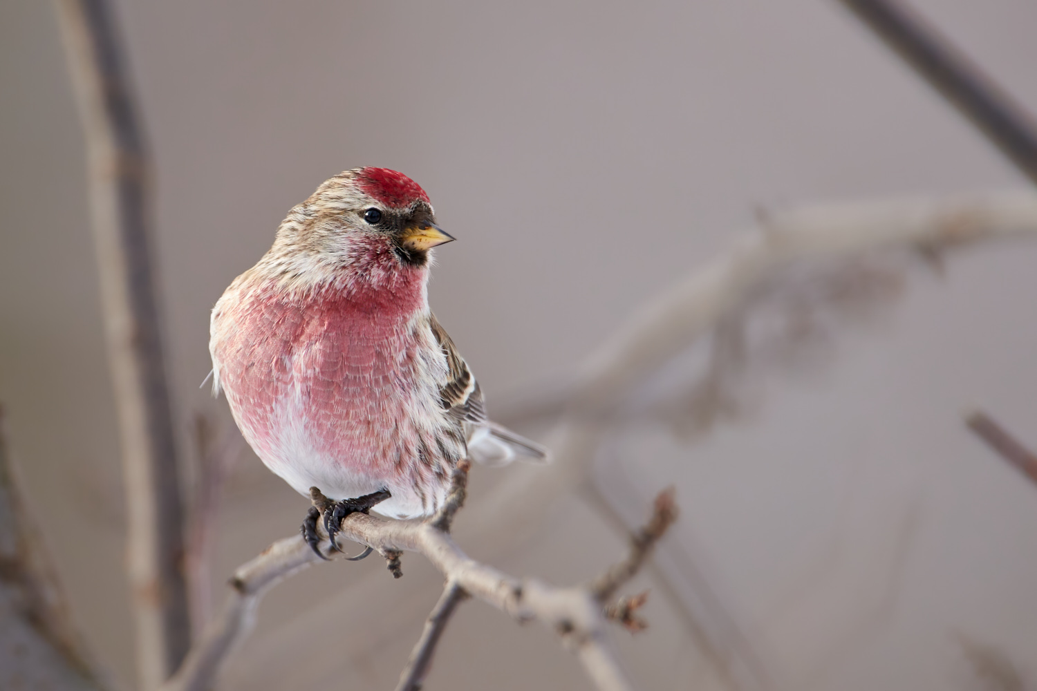 Birds of New York | Finches
