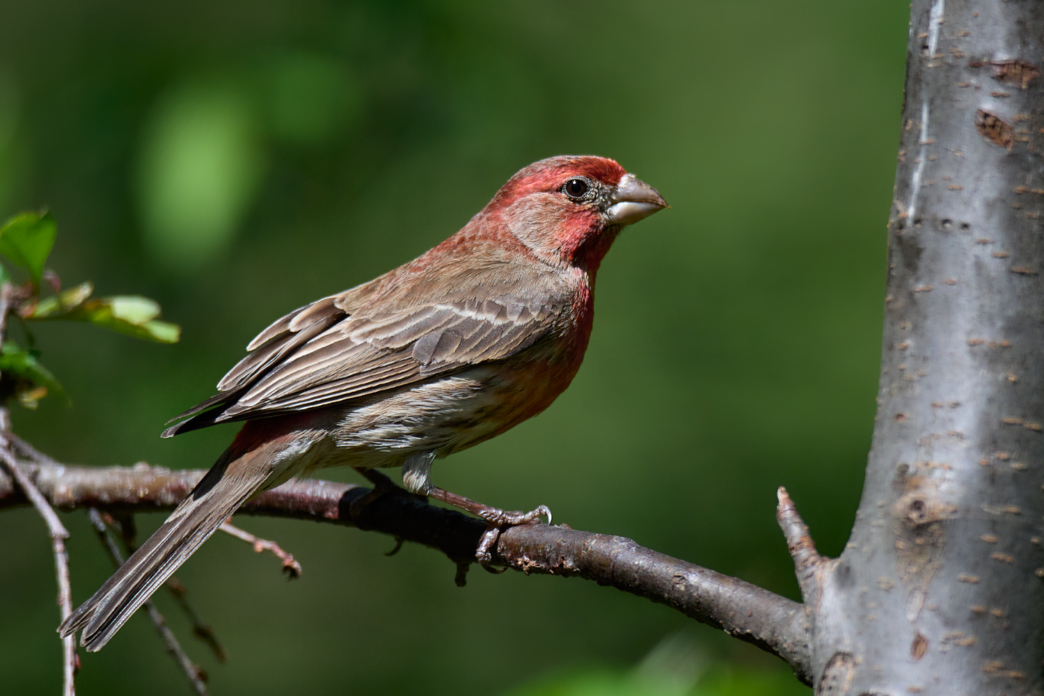 Birds of New York | Finches
