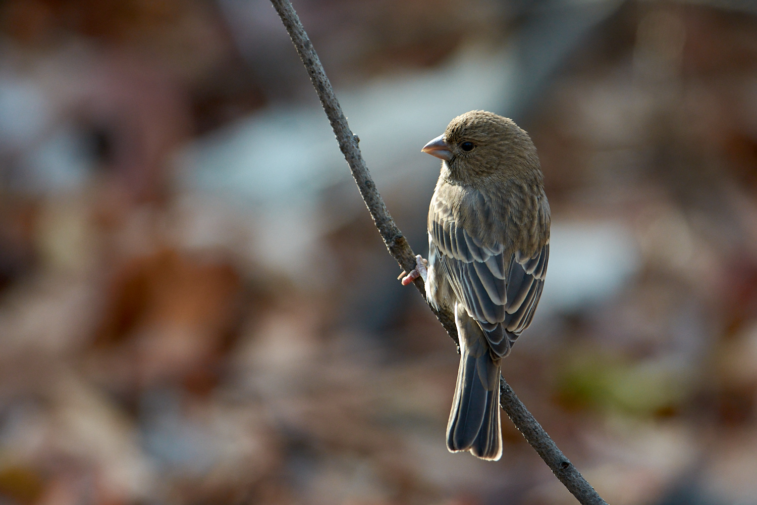 Birds of New York | Finches