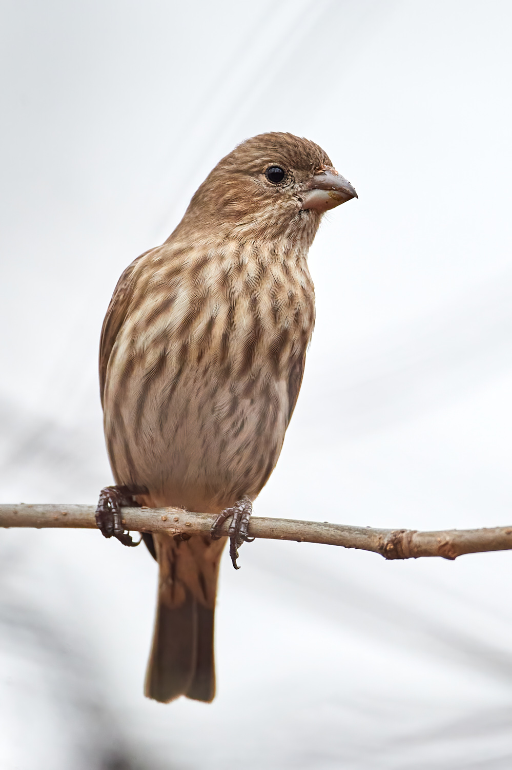 Birds of New York | Finches