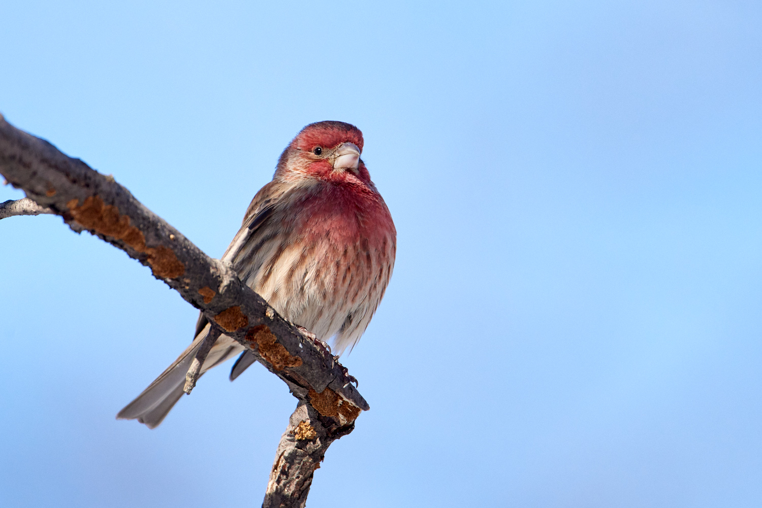 Birds of New York | Finches
