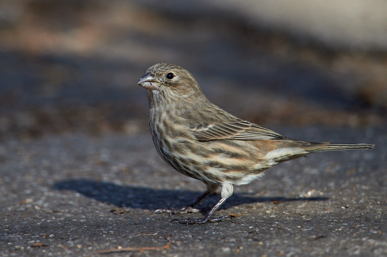 Birds of New York | Finches