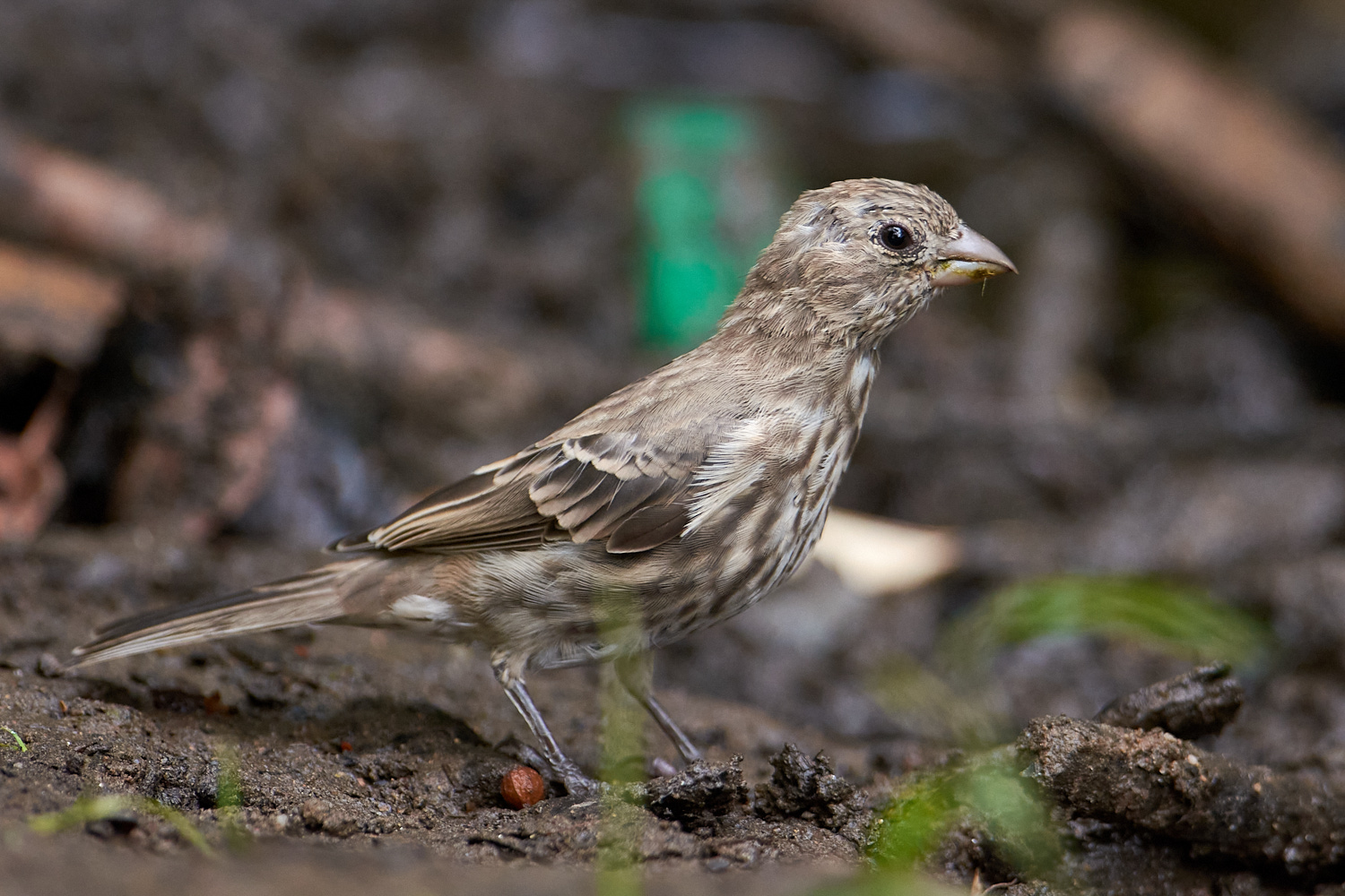 Birds of New York | Finches