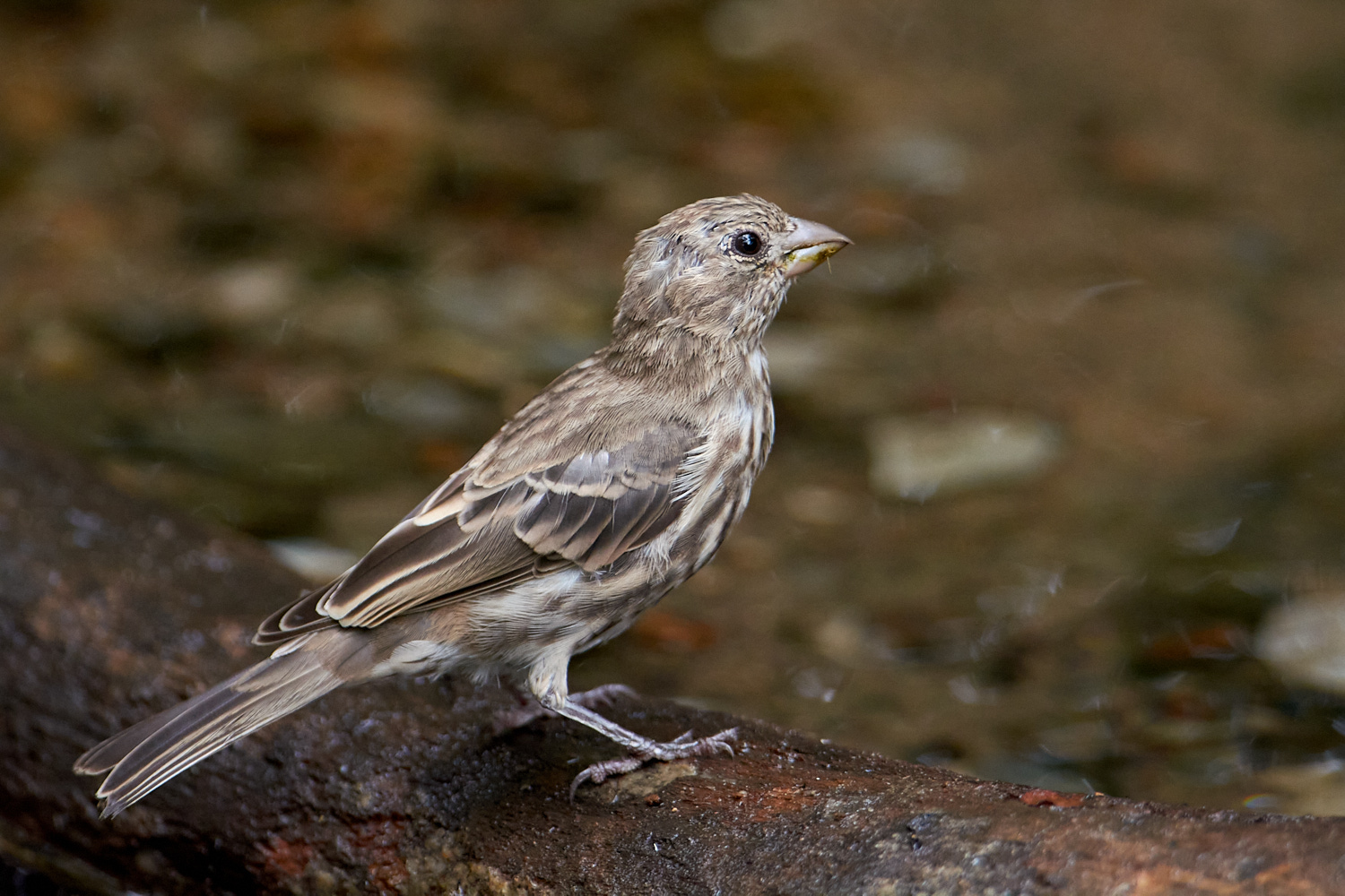 Birds of New York | Finches