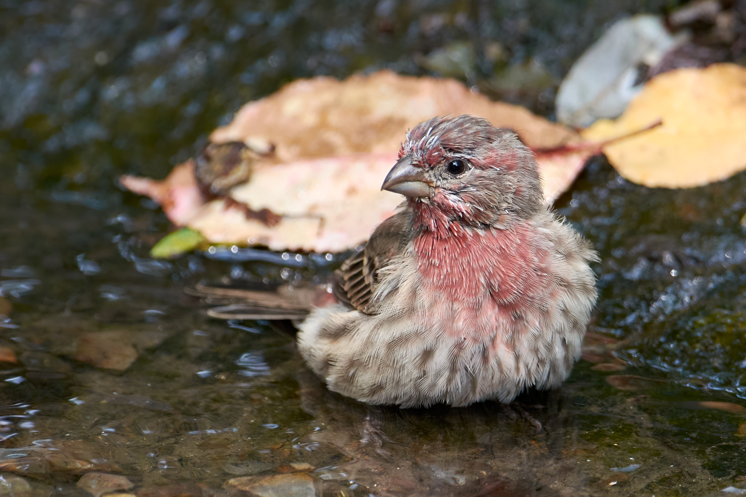 Birds of New York | Finches