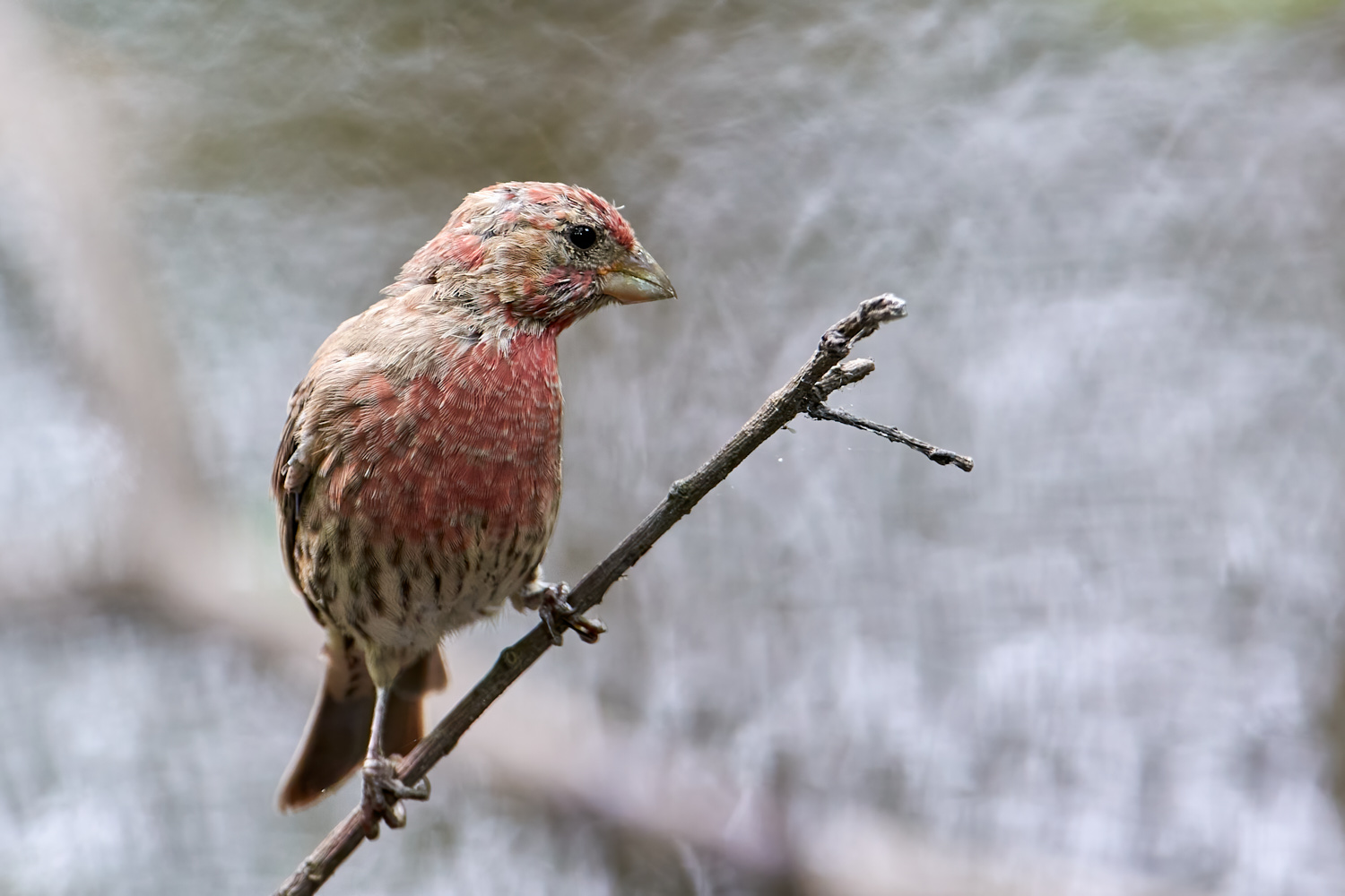Birds of New York | Finches