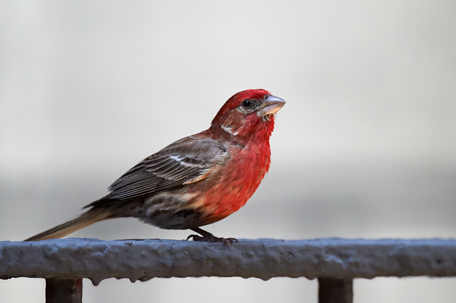 Birds of New York | Finches