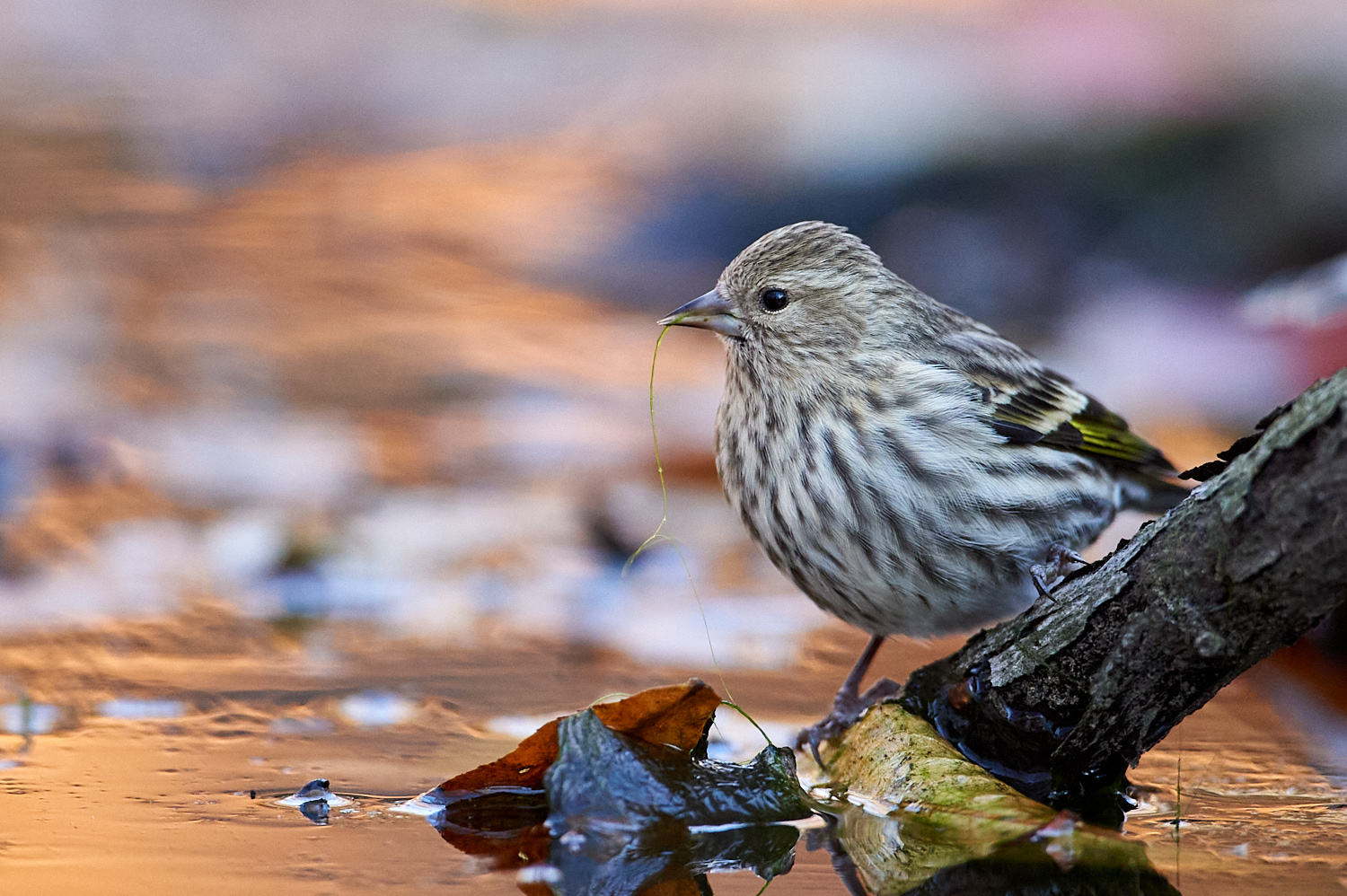 Birds of New York | Finches