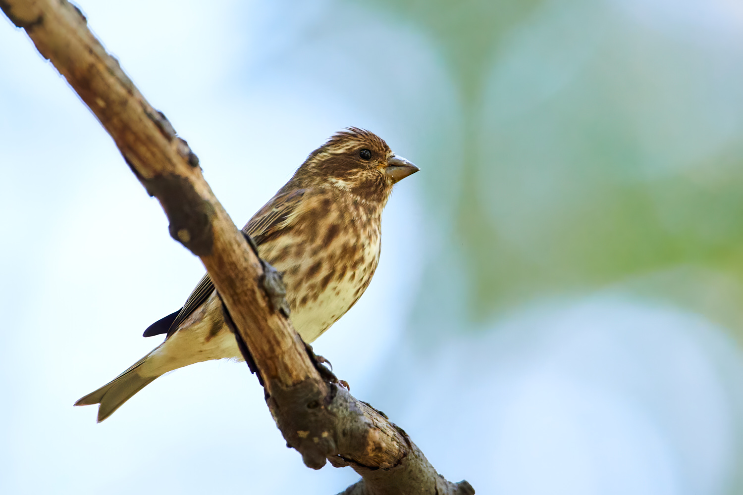 Birds of New York | Finches