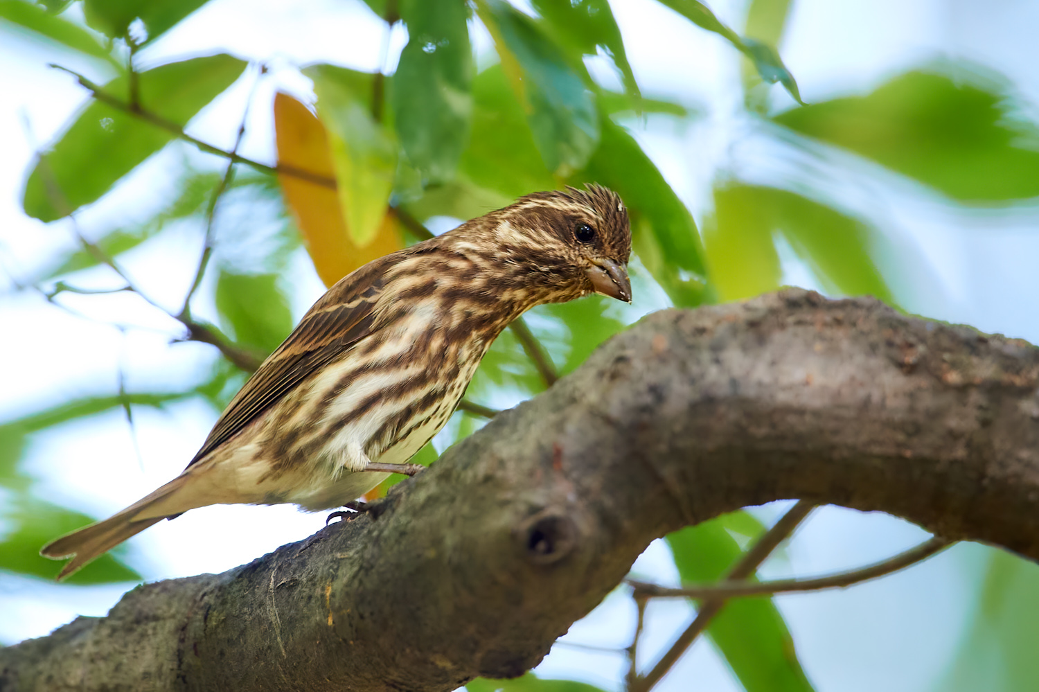 Birds of New York | Finches